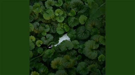 მისალმება მზეს Youtube