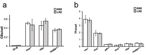 Effects Of The Deprivation Of The Radiation Background On Ddr And