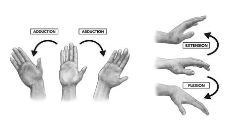 Wrist Flexion And Extension