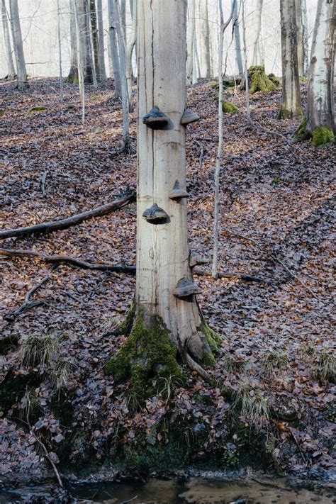 Tree Trunk With Bracket Fungi In Woodland Stock Photo Image Of Fungi