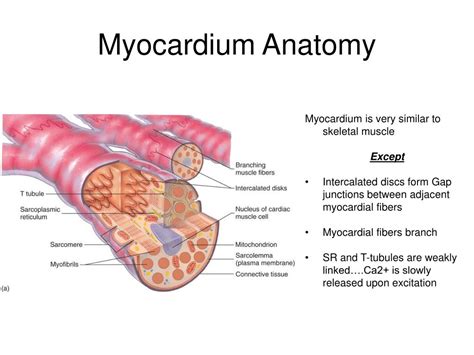 Myocardium Definition