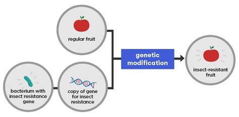 What Is Genetic Modification Curious