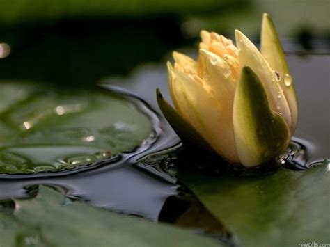 У женщин разные характеры, а на тысячу разных сердец нужно ...