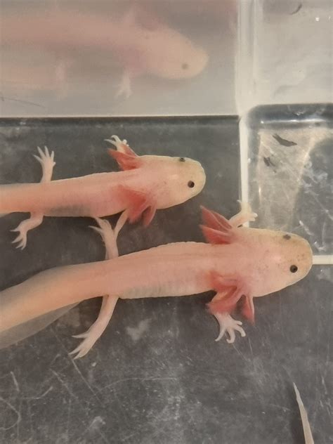 Lucy Mel And White Albino Axolotl Reptile Forums