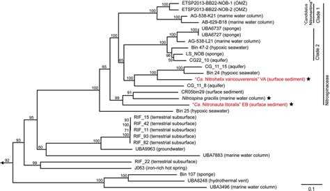 Concatenated Marker Gene Tree Of The Nitrospinae The Maximum