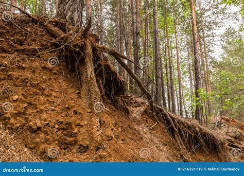 The Roots Of The Trees Stick Out Of The Ground The Collapse Of The Earth In The Forest Naked