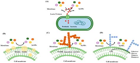 Targeting Spore Forming Bacteria A Review On The Antimicrobial