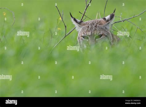 Hiding Behavior In Cats Hi Res Stock Photography And Images Alamy