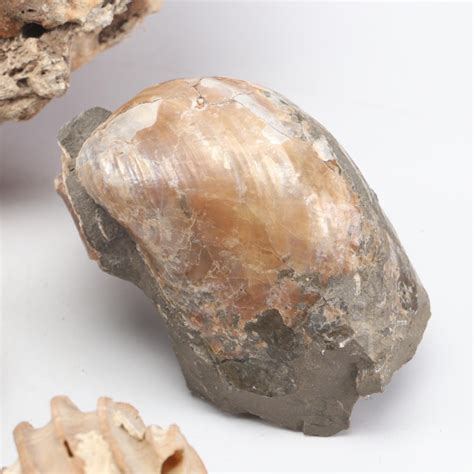 Composite Horn Coral Fossil With Iridized Fossil Clams Ammonoid Fragment More Ebth