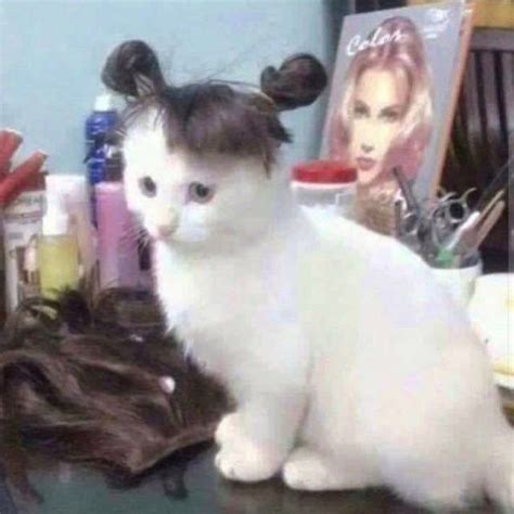 Gato Con Cabello Cute Cats Cat Memes Cats