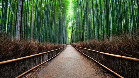 Sagano Bamboo Forest In Kyoto Japan Wallpapers And Images Japanese