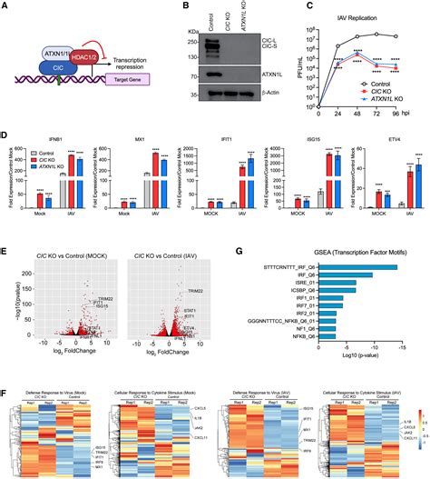 Transcriptional Repressor Capicua Is A Gatekeeper Of Cell Intrinsic