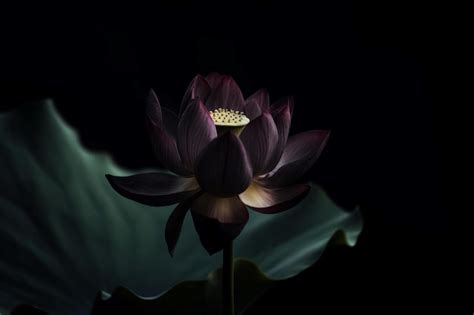 premium ai image black lotus flower in dark summer nature leaf