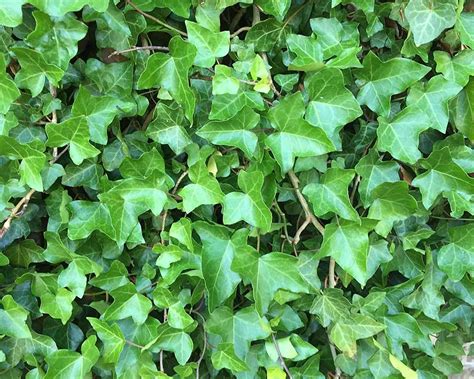 Gardensonline Hedera Helix