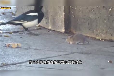 喜鹊竟然如此豪横，猫和老鼠竟然都惨被喜鹊欺负，实在是想不