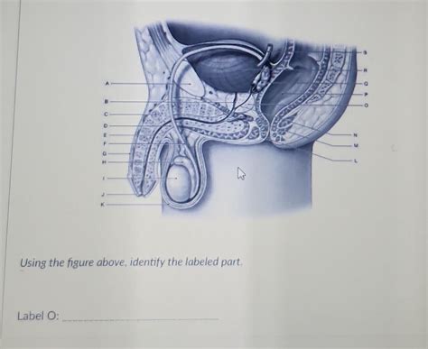 Solved Using The Figure Above Identify The Labeled Part Chegg Com