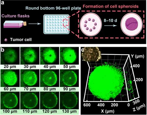 A Schematic Illustration Of The Preparation Process Of Tumor Cell Download Scientific Diagram
