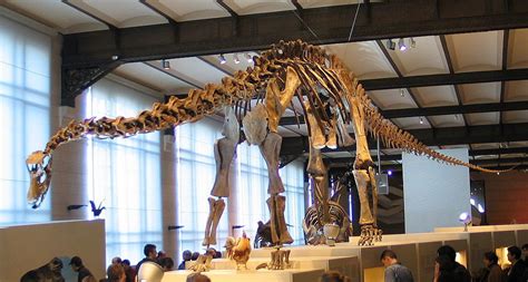10 Interesting Diplodocus Facts