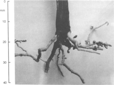 Root Portion Of A Seedling Of R Reg A Magnified To Show Root Nodules Download Scientific Diagram