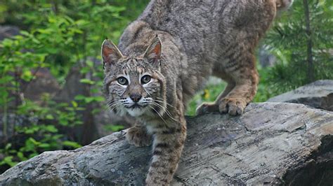 Illinois Breaks Bobcat Hunting Record