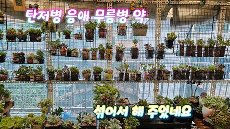 방제하며 살피다 보니 그만 키메라금이 😭탄저병응애무름병응애약 Youtube