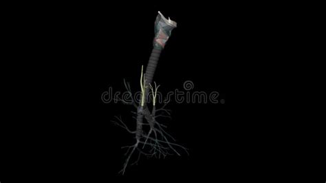 The Apical Segmental Bronchus Is The Most Superior Bronchus Of The Posterior Aspect Of The