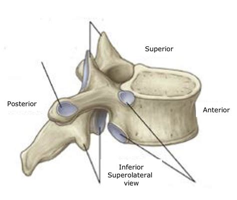Diagram Of Thoracic Vertebrae Lateral View Quizlet