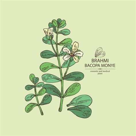 297 Brahmi Stock Vectors And Vector Art Shutterstock