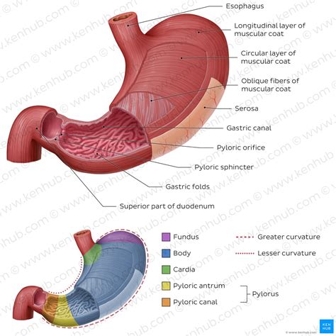 Where Is Your Stomach Located Diagram Located