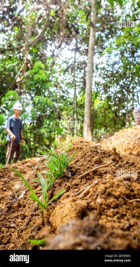 Tree Planting Soil Erosion Hi Res Stock Photography And Images Alamy