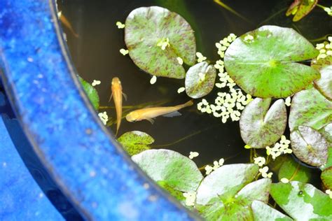 Make A Container Water Garden Mygardenlife