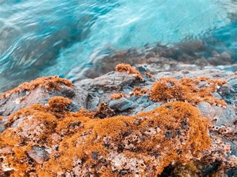Research Discovers New Reproduction Process In Microalgae Enhances