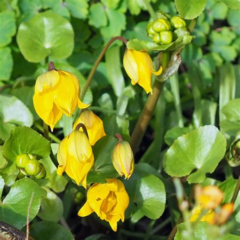 Tulipa Sylvestris Cornwall In Colours