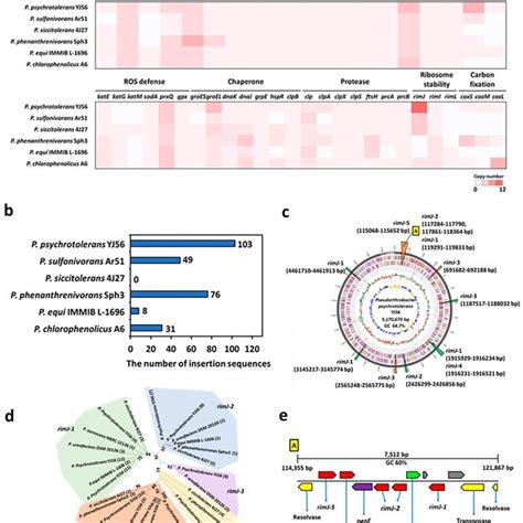 genomic analysis of strain yj56 a a heap map showing the gene copy