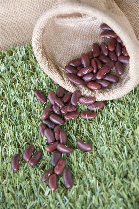 Red Beans On Grass Stock Image Image Of Uncooked Background 39122067