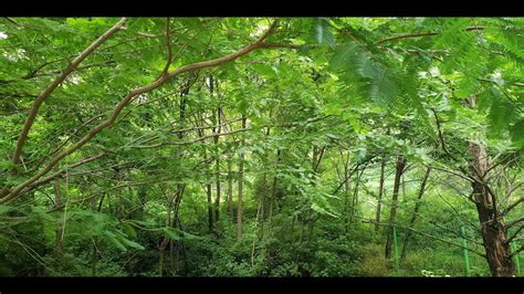 자연의소리 힐링사운드 숲속의새소리 바람소리 휴식 Youtube