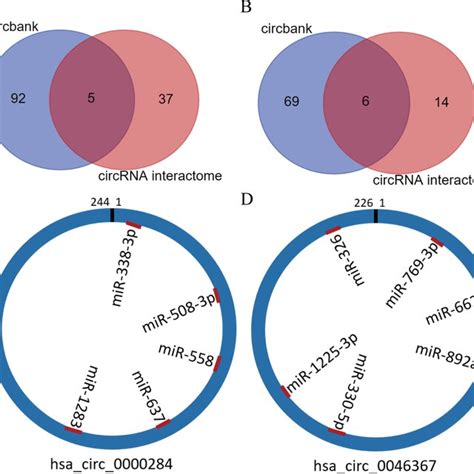 Target Mirnas Bound By Circrnas Predicted Based On The Circbank And Download Scientific Diagram