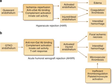 Kidney xenotransplantation - Kidney International