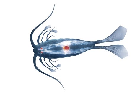 About The Tigriopus Californicus Copepods The Algae Lab Algaebarn