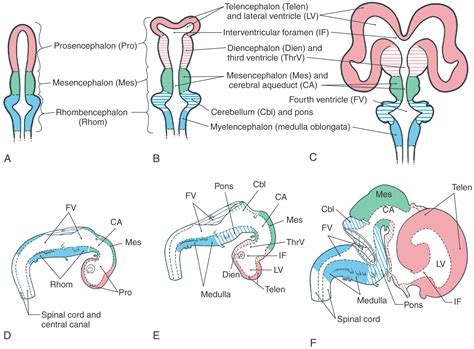 The Ventricles Choroid Plexus And Cerebrospinal Fluid Clinical Gate