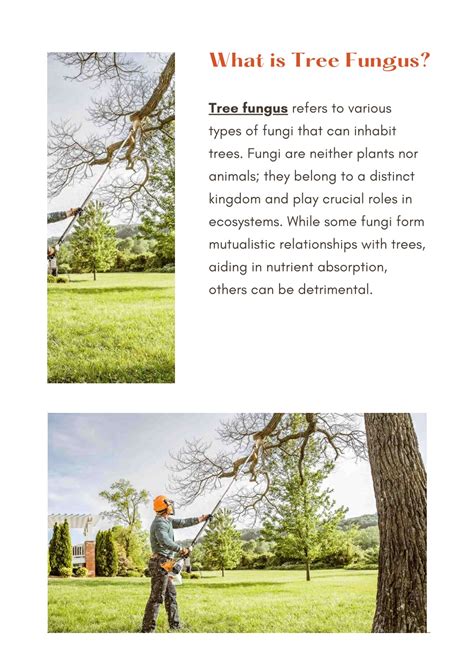 PPT Understanding Tree Fungus Friend Or Foe PowerPoint Presentation Free Download ID 12819056