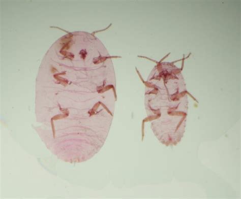 Pseudococcus Longispinus Bioquipbugs