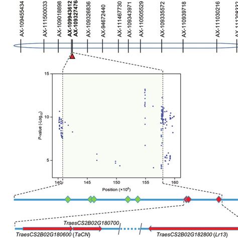Prediction And Validation Of Candidate Genes Associated With Leaf Rust Download Scientific
