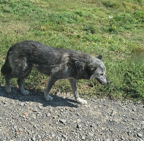 Yellowstone Safari Park Rexburg Lohnt Es Sich Aktuell Für 2026