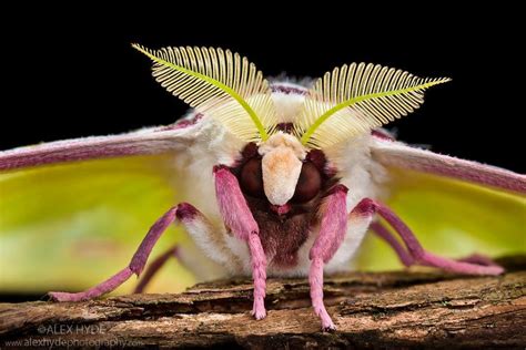 Indian Luna Moth Exquisite Beauty Wild Silk Moth Images Male