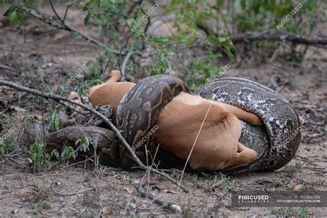 Boa Constrictor Eating Antelope