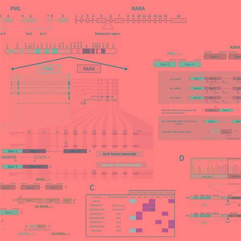 Identification Of New Pml Rara Fusion Transcripts A Scheme Of Pml