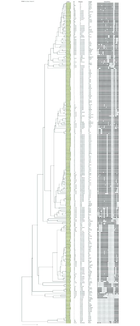 The Dendrogram Generated From The Spoligotyping Data Using