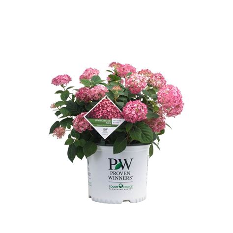 Proven Winners 2 Gallon 75l Pw Colorchoice Invincibelle Ruby