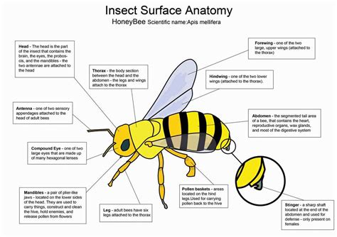 Honey Bee Labelled Diagram